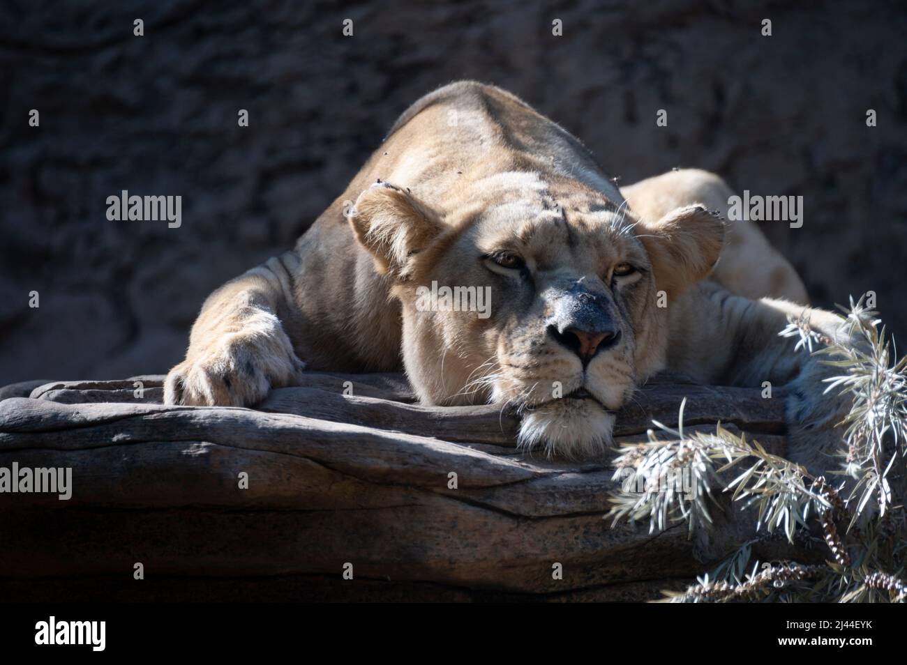 Adult female lioness resting on sunlights after dinner close up Stock ...