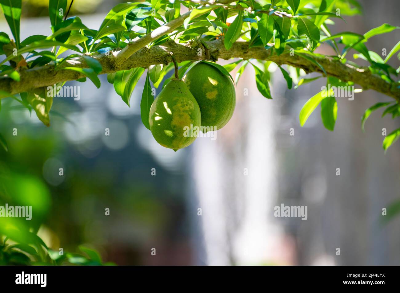 Green fruits hanging on Crescentia cujete or calabash tree in tropical ...