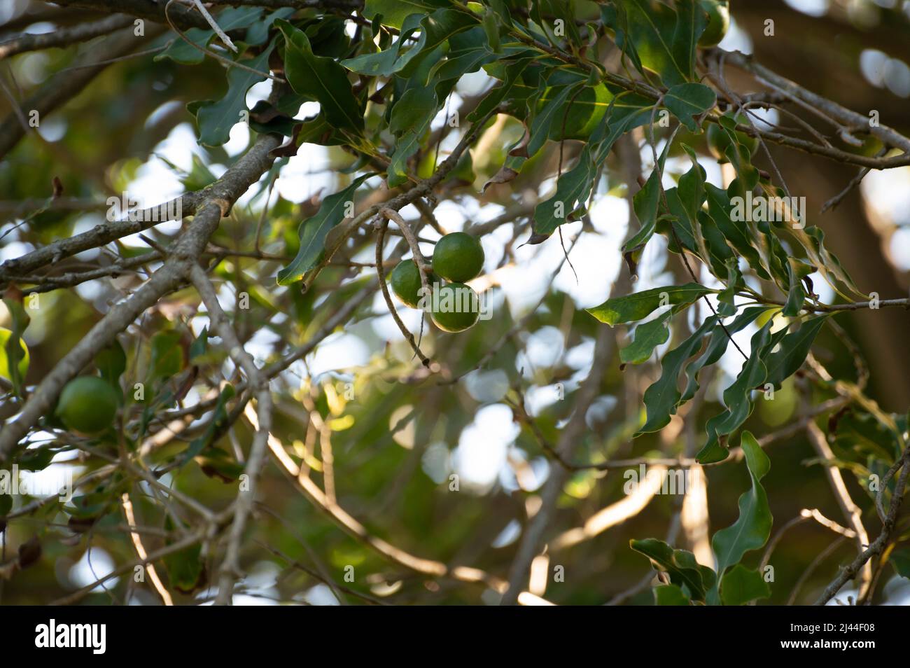 Hard green Australian macadamia nuts hanging on branches on big tree on plantation Stock Photo ...
