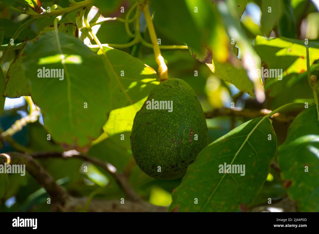 Ripe green avocado fruit hanging on tree, organic farming in Spain ...