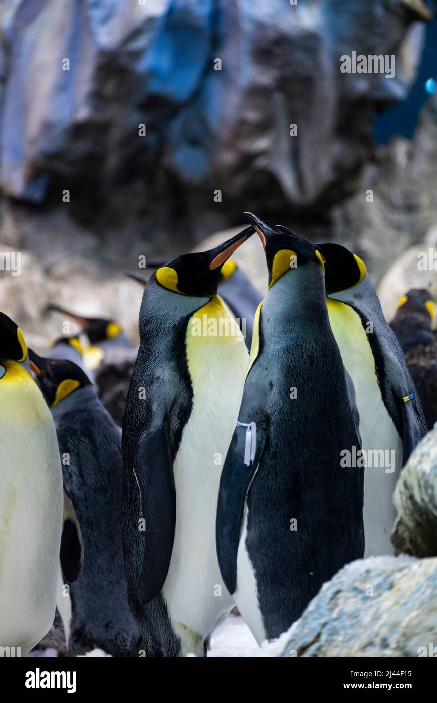 Colony of gentoo and emperor penguins sea birds in zoo Stock Photo - Alamy
