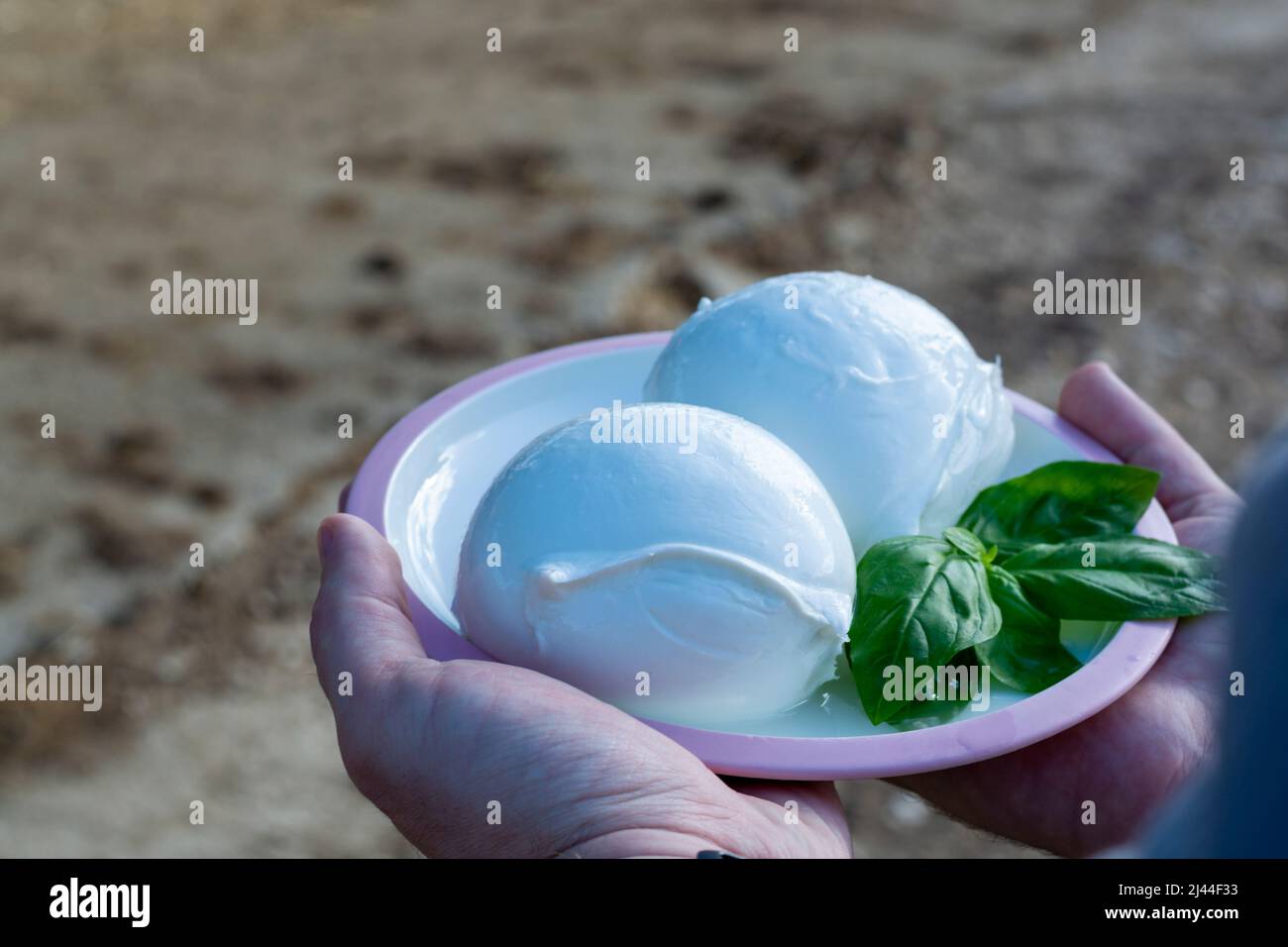 White balls of Italian soft cheese Mozzarella di Bufala Campana and ...