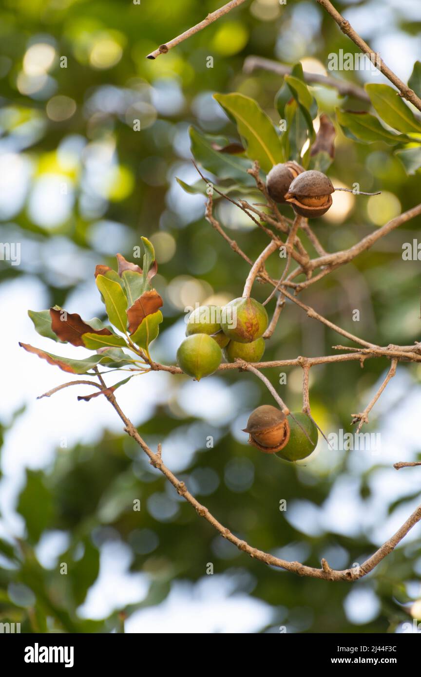 Hard green Australian macadamia nuts hanging on branches on big tree on plantation Stock Photo ...