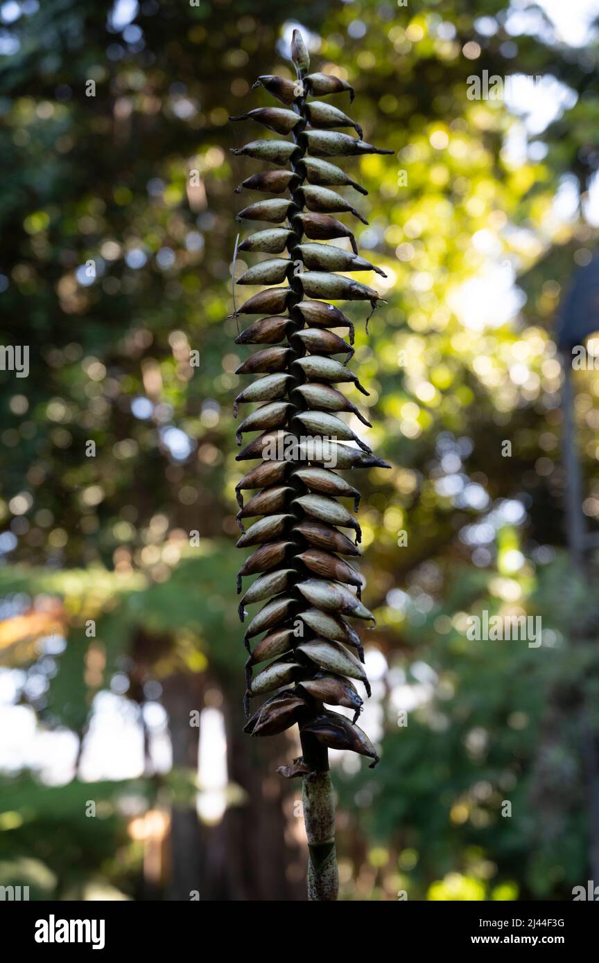 Giant tropical plant vriesea fosteriana after blossom close up Stock ...