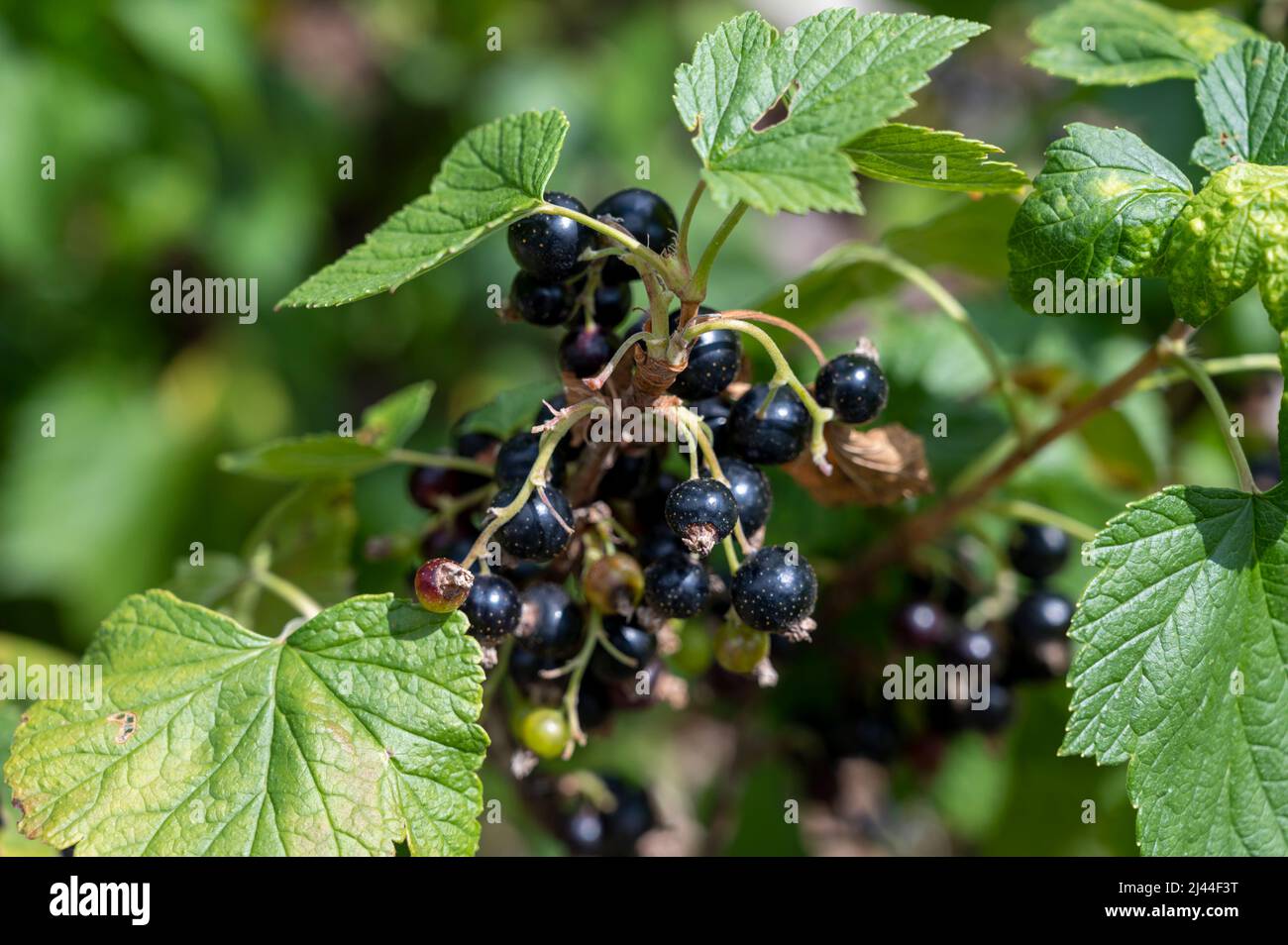 Cassis france creme de cassis hi-res stock photography and images - Alamy