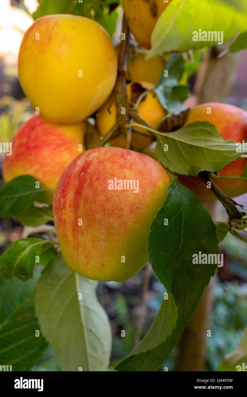 Big ripe red braeburn apples hanging on tree in fruit orchard ready to ...