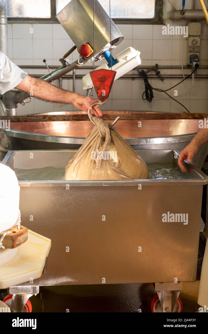 Traditional process of making from cow milk wheels of parmigiano ...