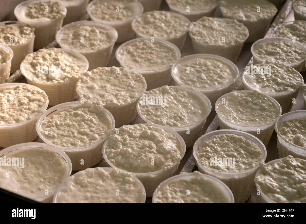 Process of making fresh white soft ricotta whey cheese early morning on ...