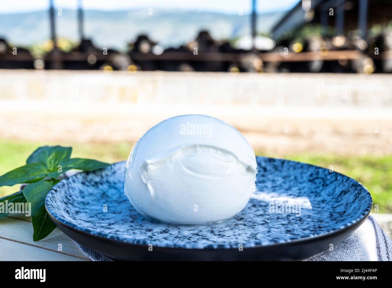 White ball of Italian soft cheese Mozzarella di Bufala Campana and ...