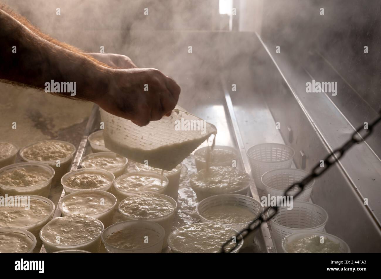 Process of making fresh white soft ricotta whey cheese early morning on ...