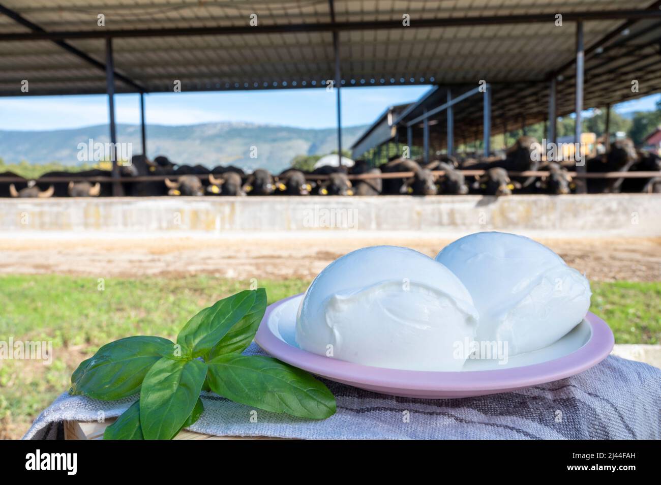 White balls of Italian soft cheese Mozzarella di Bufala Campana and ...