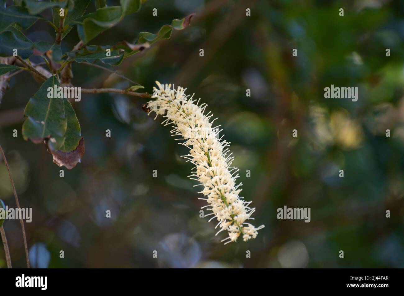 Hard green Australian macadamia nuts and white flowers hanging on ...