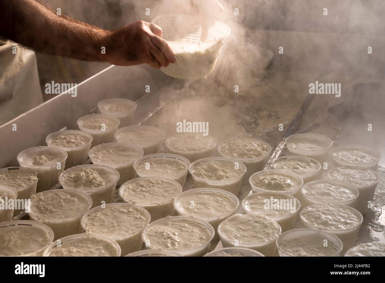 Process of making fresh white soft ricotta whey cheese early morning on ...