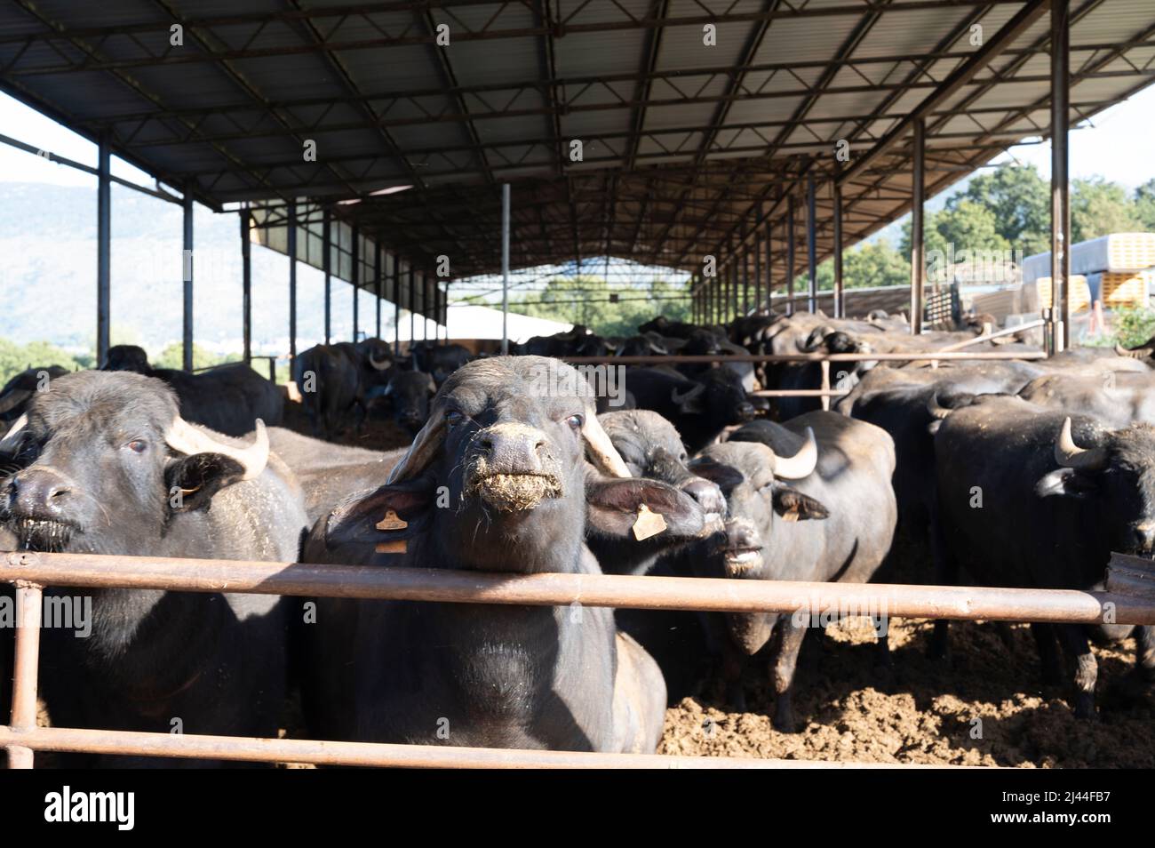 Mediterranea Italiana black buffalo raised on Italian cheese farm for ...