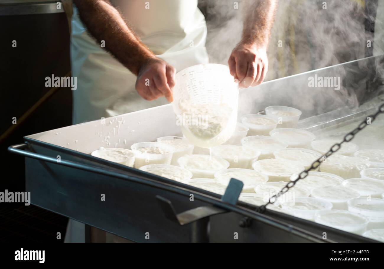 Process of making fresh white soft ricotta whey cheese early morning on ...