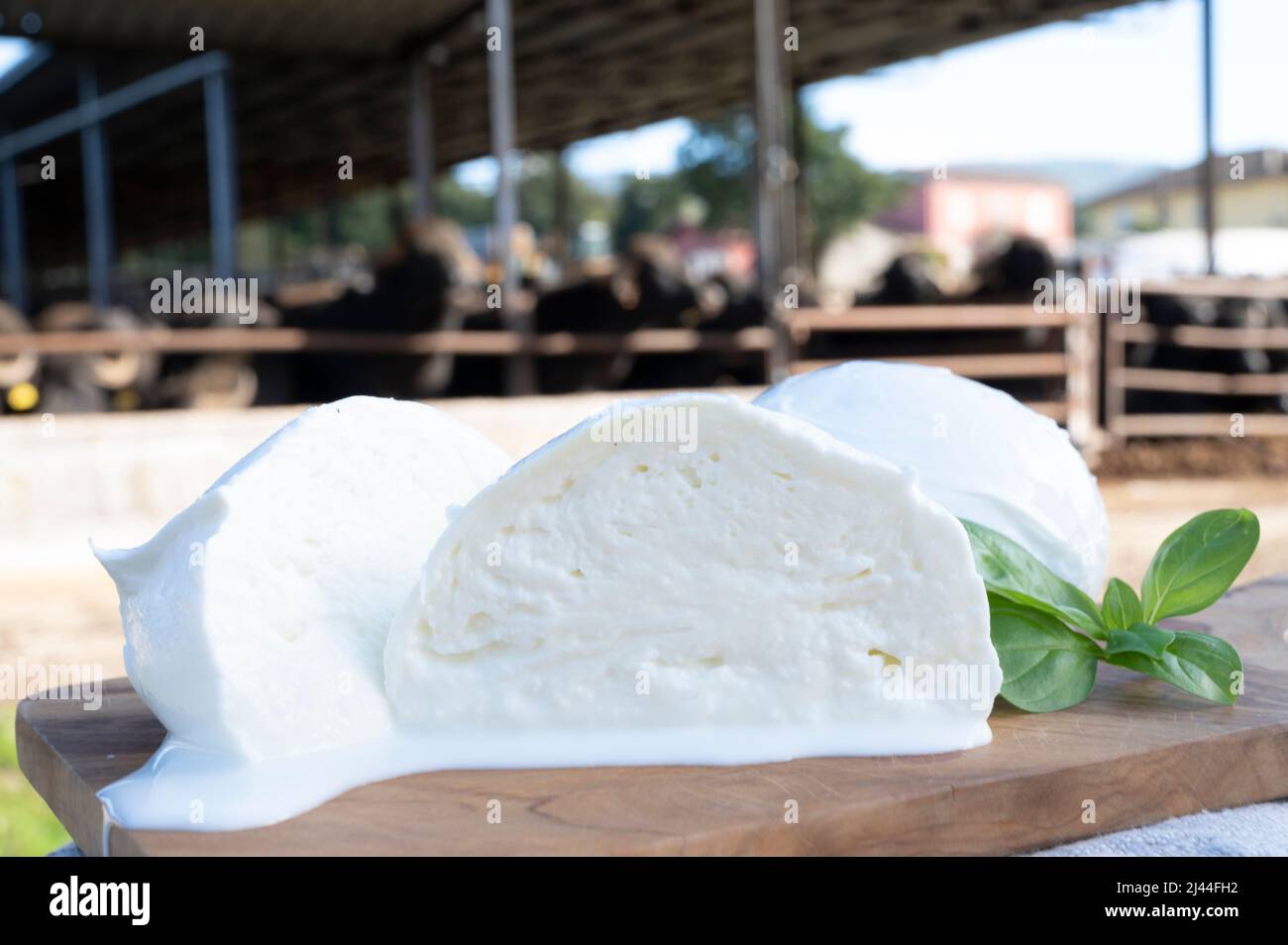 White balls of Italian soft cheese Mozzarella di Bufala Campana and ...