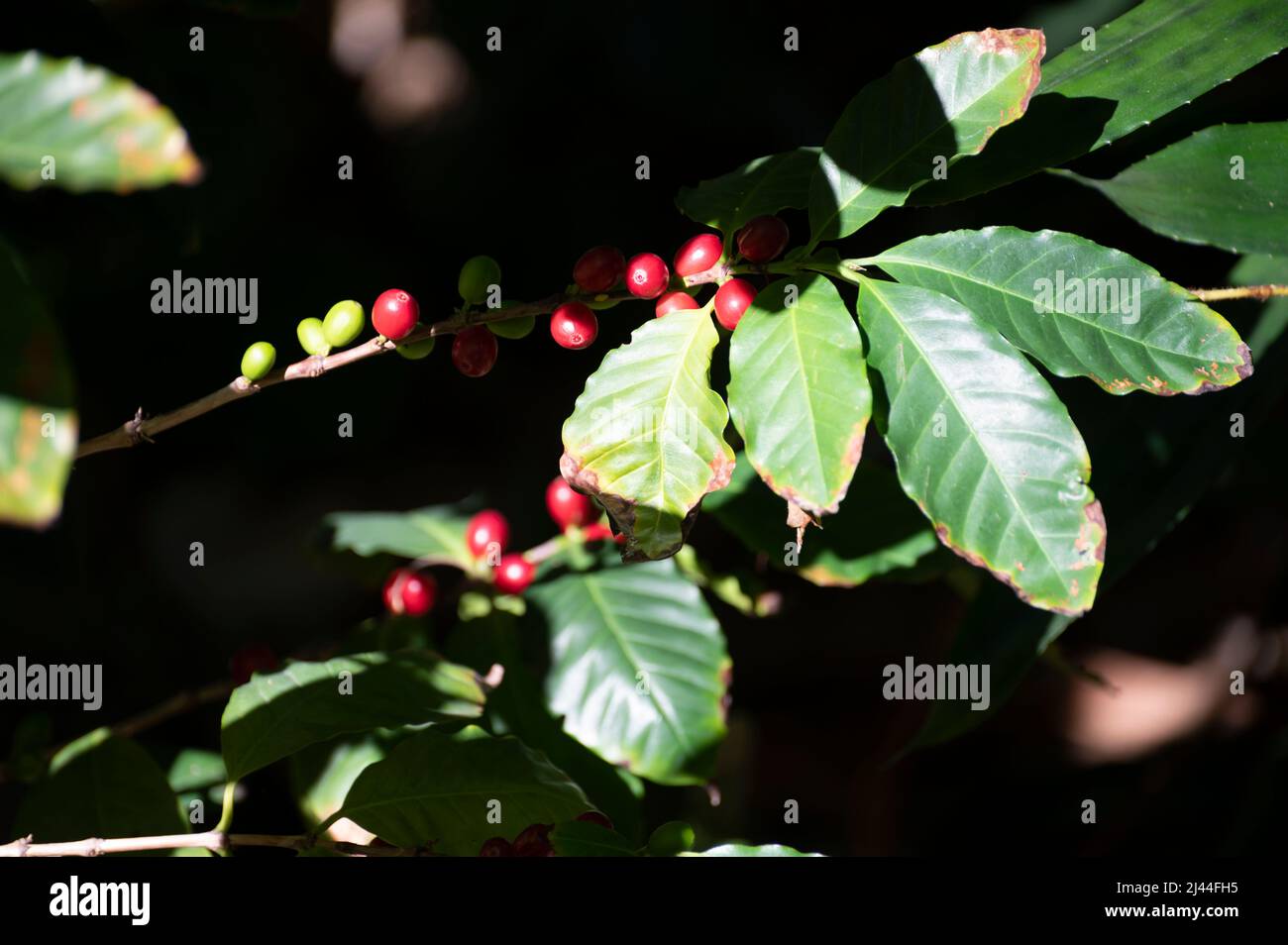 Arabica coffee tree with green and red ripening coffee cherries berries ...