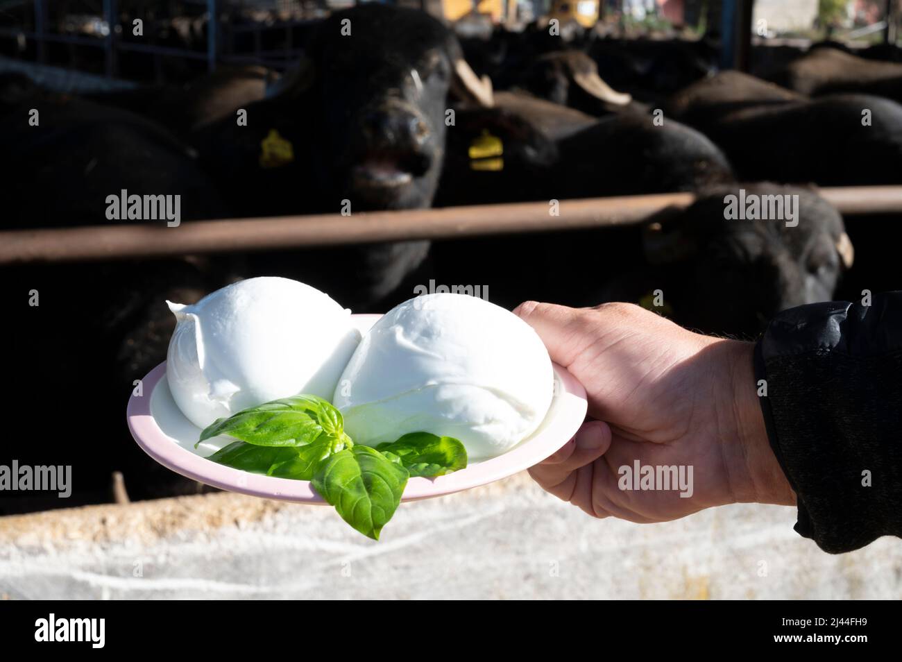 White balls of Italian soft cheese Mozzarella di Bufala Campana and ...