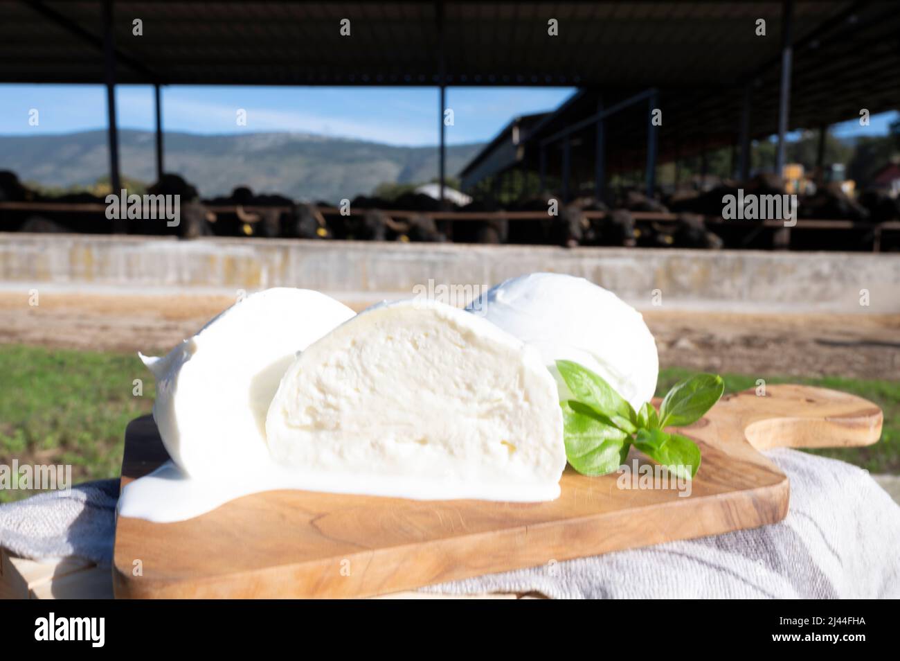 White balls of Italian soft cheese Mozzarella di Bufala Campana and ...
