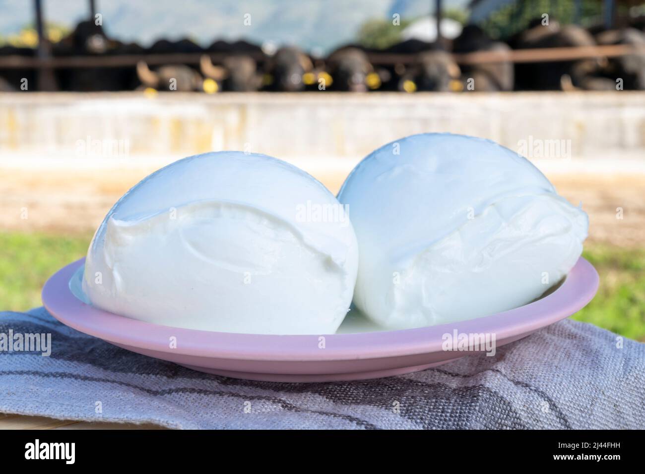 White balls of Italian soft cheese Mozzarella di Bufala Campana and ...
