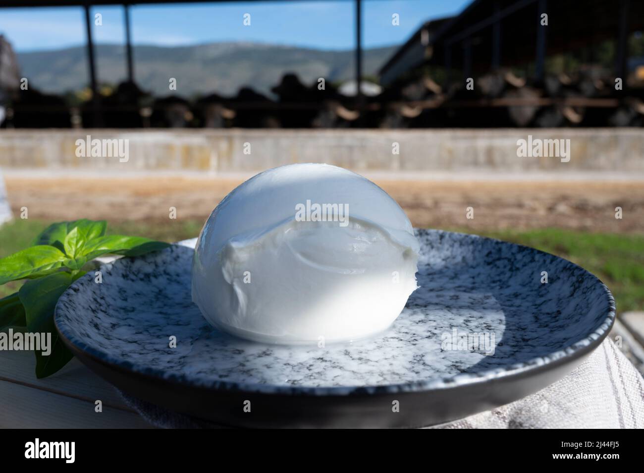 White ball of Italian soft cheese Mozzarella di Bufala Campana and ...