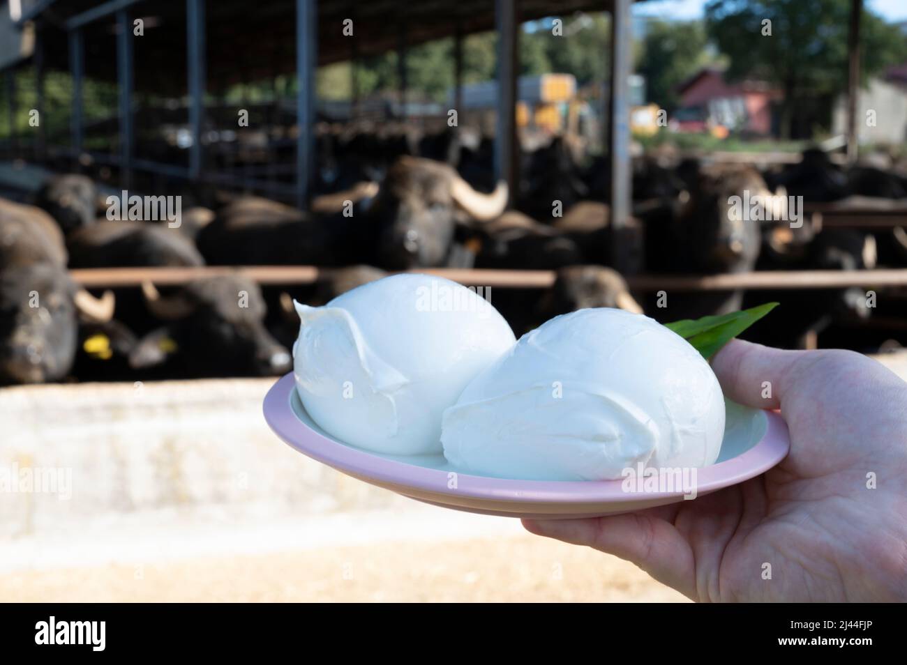 White balls of Italian soft cheese Mozzarella di Bufala Campana and ...