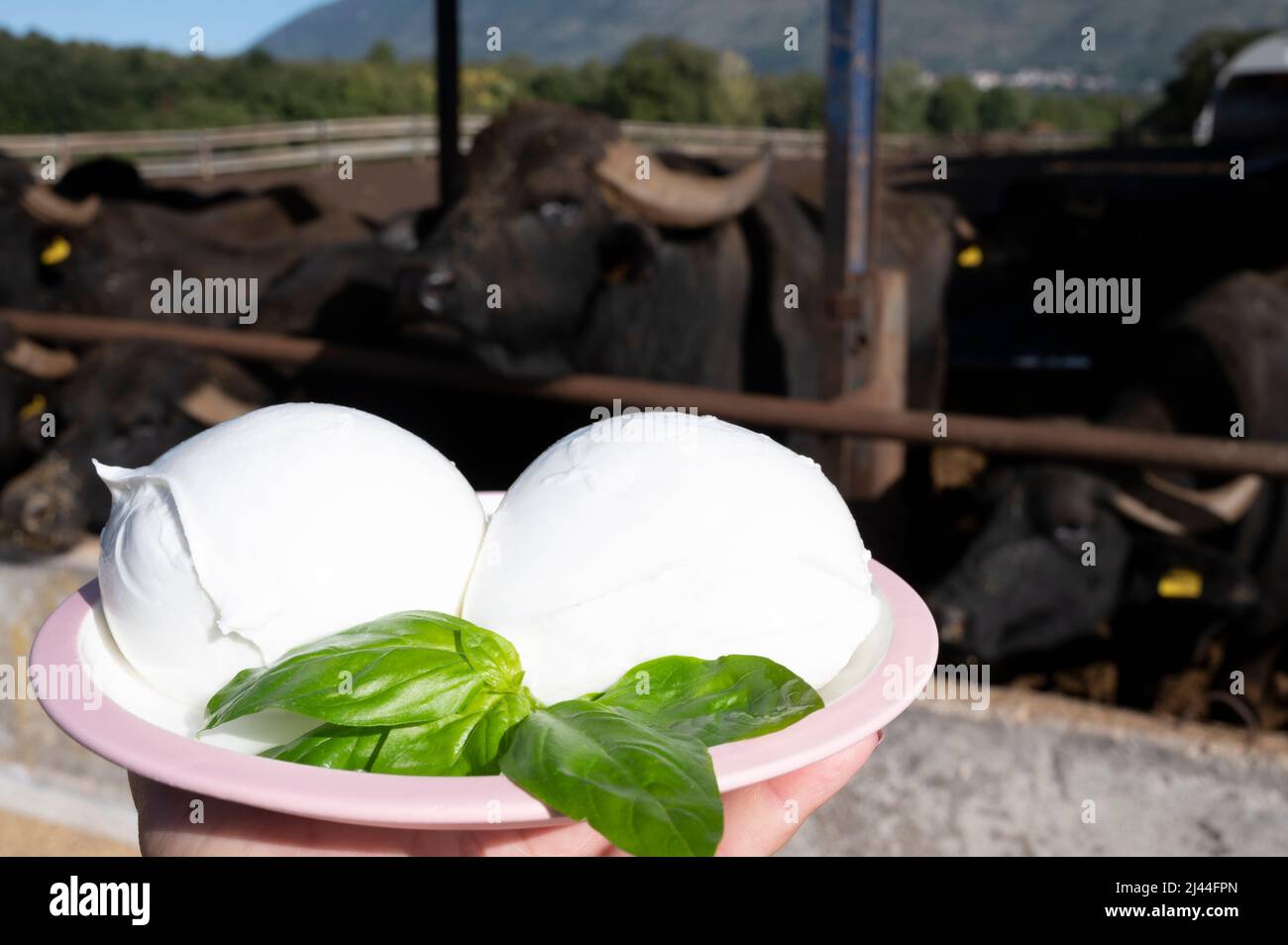 White balls of Italian soft cheese Mozzarella di Bufala Campana and ...