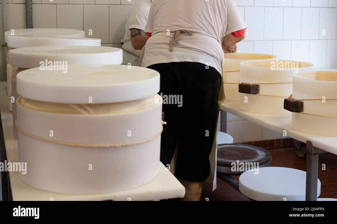 Traditional process of making from cow milk wheels of parmigiano ...