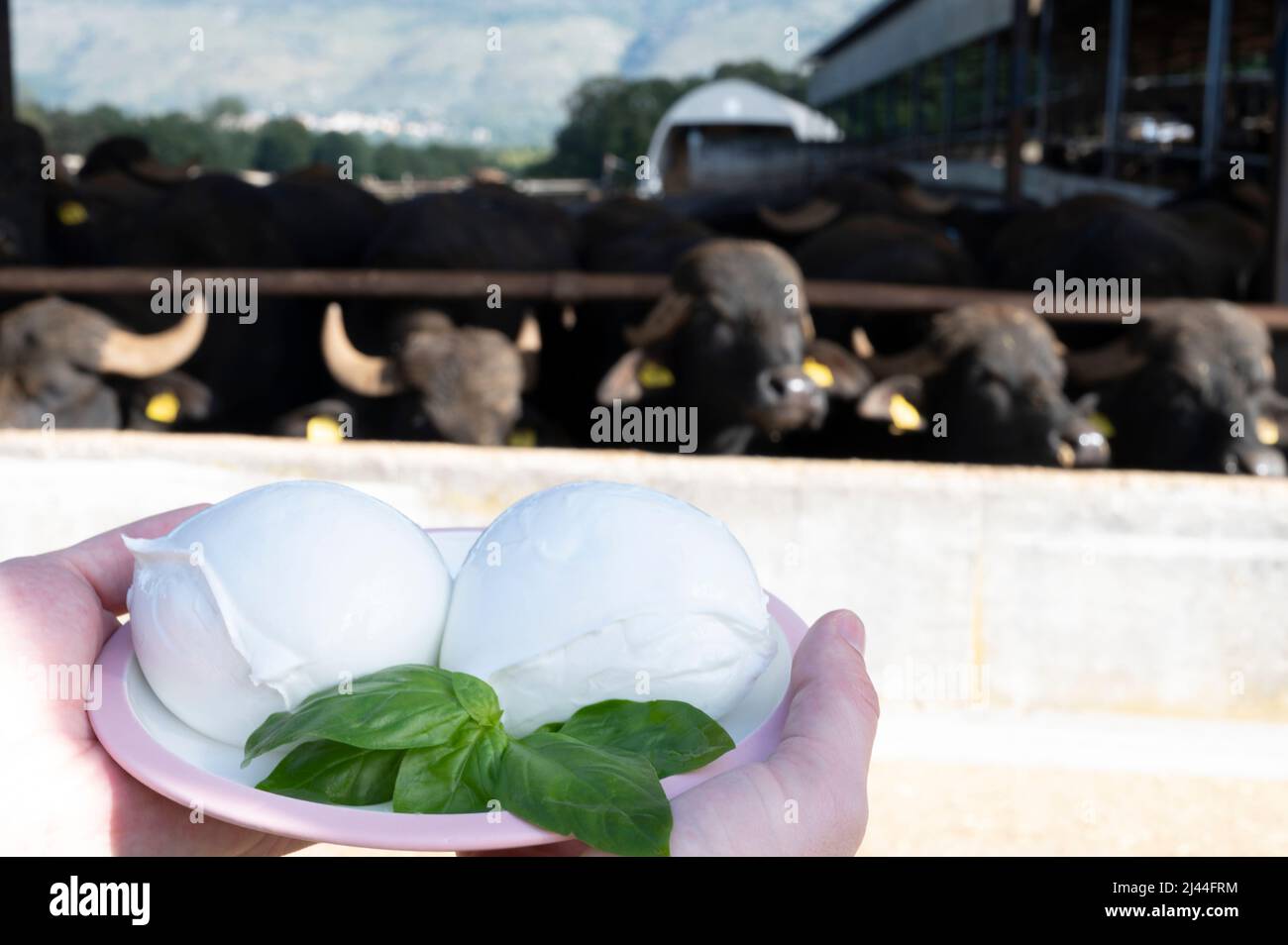 White balls of Italian soft cheese Mozzarella di Bufala Campana and ...