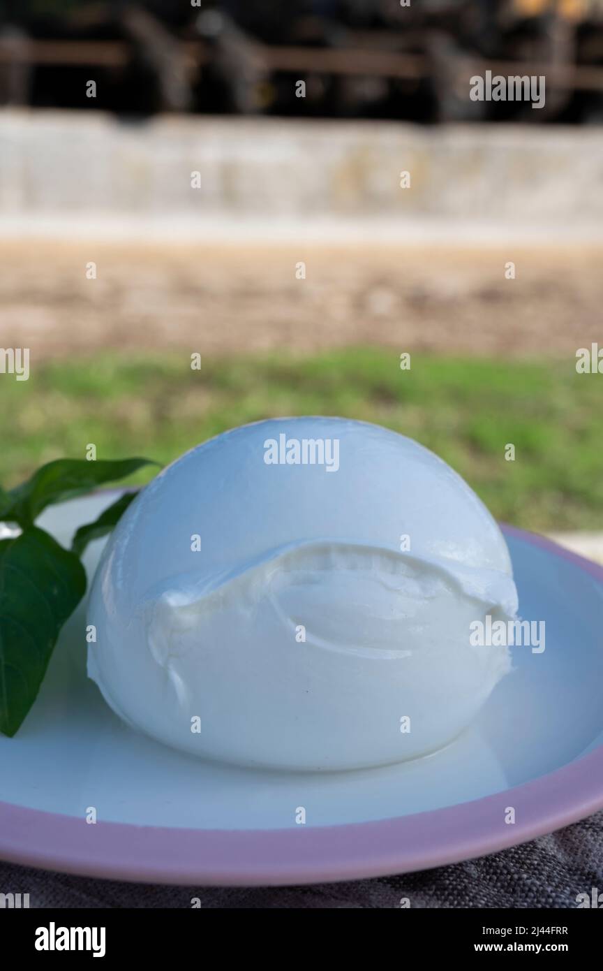 White ball of Italian soft cheese Mozzarella di Bufala Campana and ...