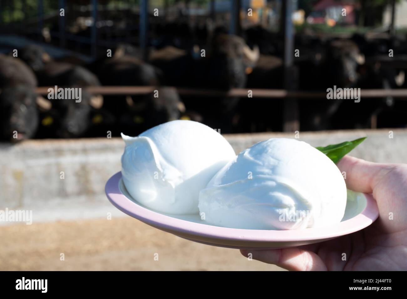 White balls of Italian soft cheese Mozzarella di Bufala Campana and ...