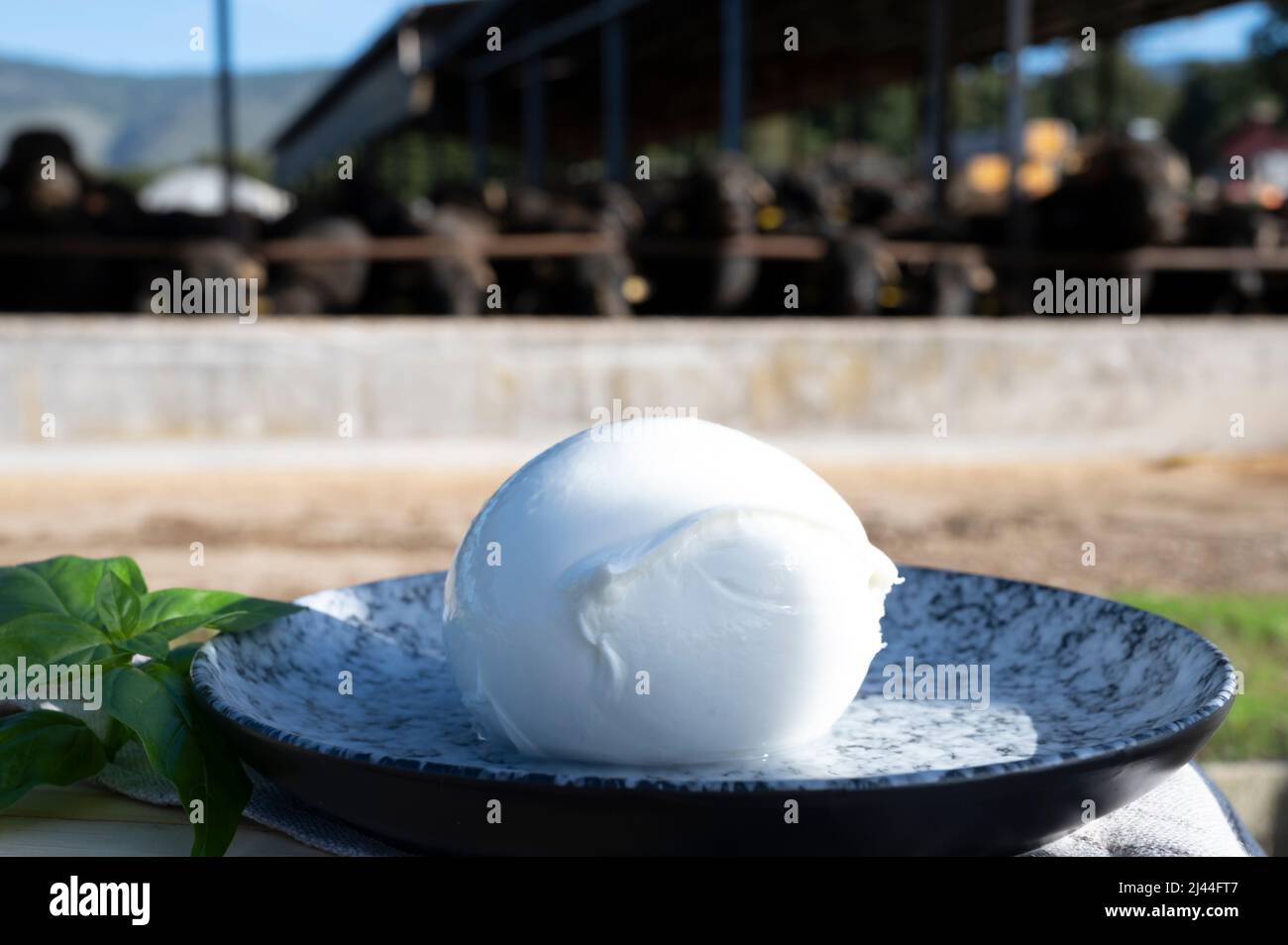 White ball of Italian soft cheese Mozzarella di Bufala Campana and ...