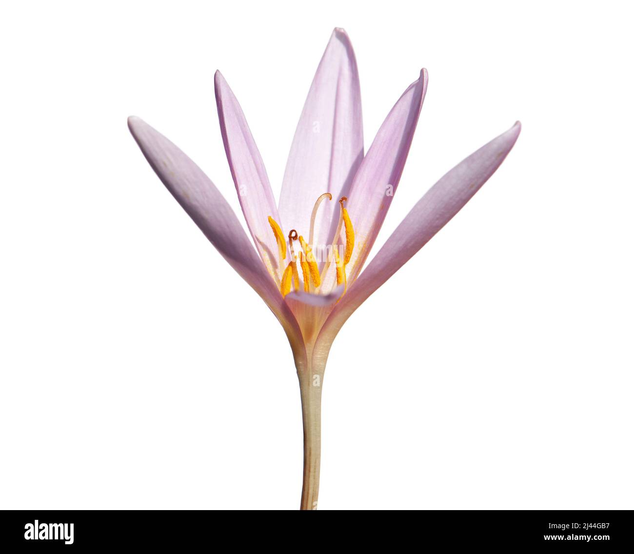 Single flower of autumn crocus isolated on white, Colchicum autumnale ...