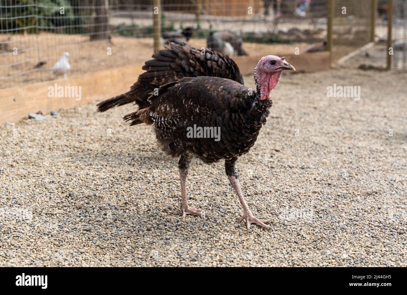 Live turkey in the farm yard. Close up. High quality photo Stock Photo ...