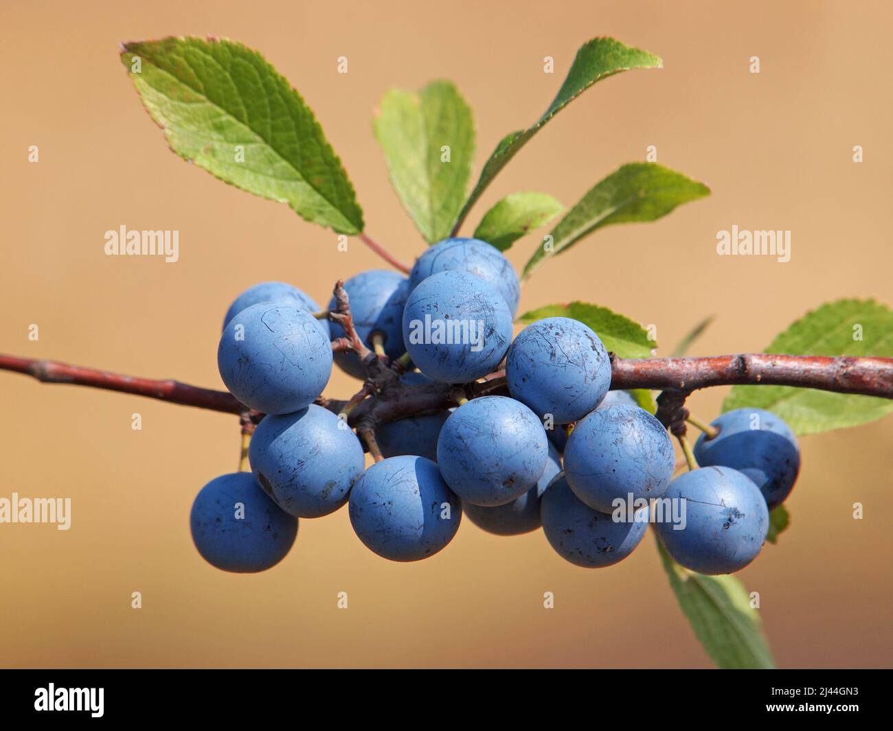 Sloe tree bunch fruit hi-res stock photography and images - Alamy
