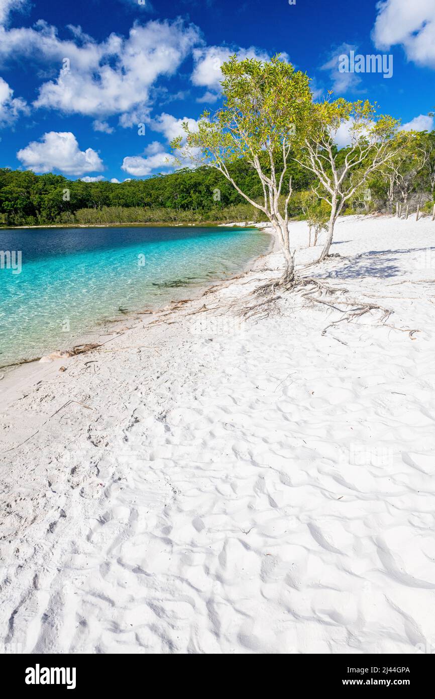 Paperbark trees, Melaleuca quinquenervia, at Lake McKenzie on Fraser ...
