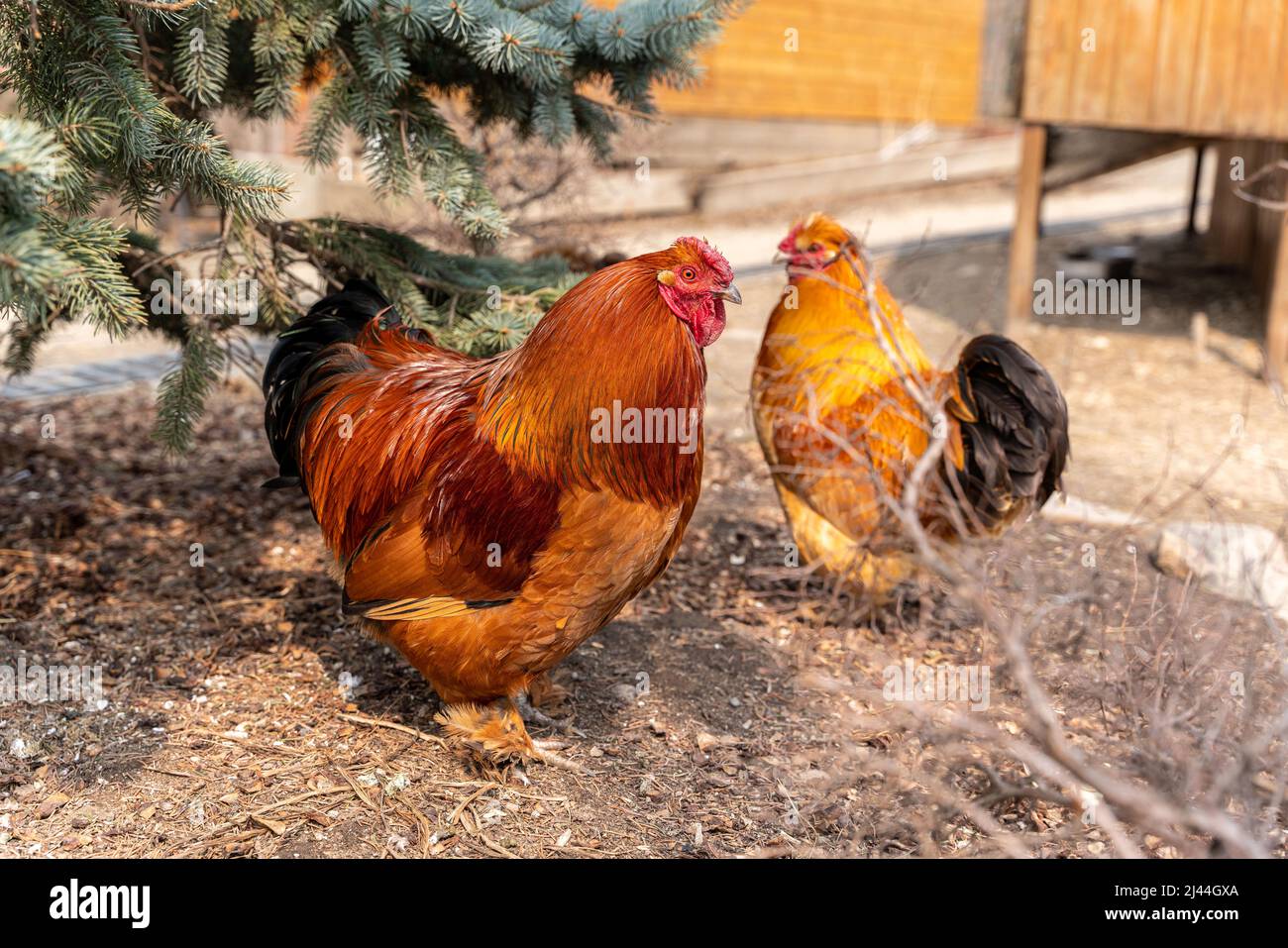 A beautiful rooster standing on the grass on a blurred green nature ...