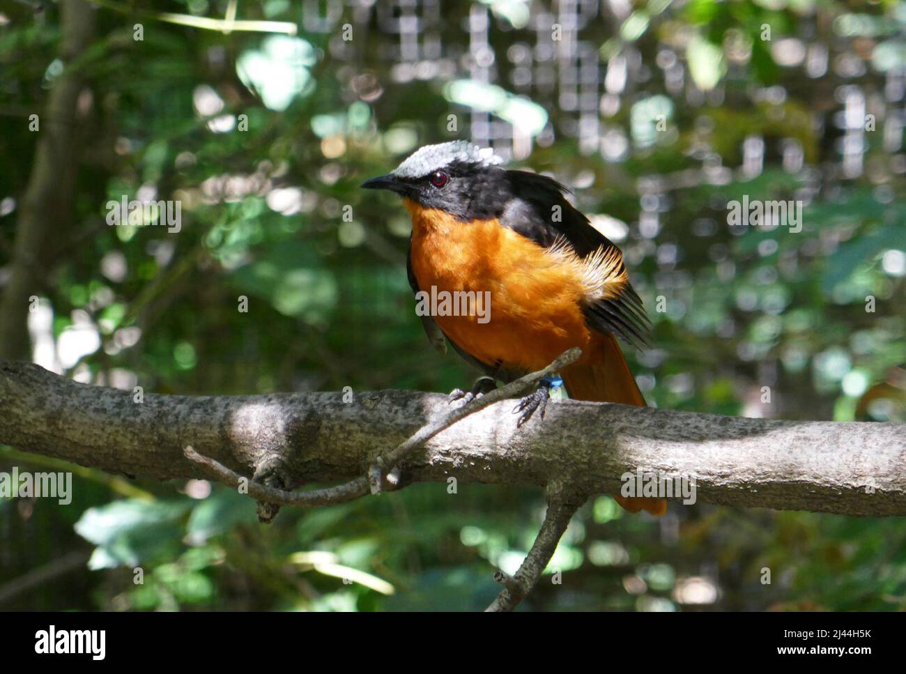 Los Angeles, California, USA 7th April 2022 A White Crowned Robin Chat ...