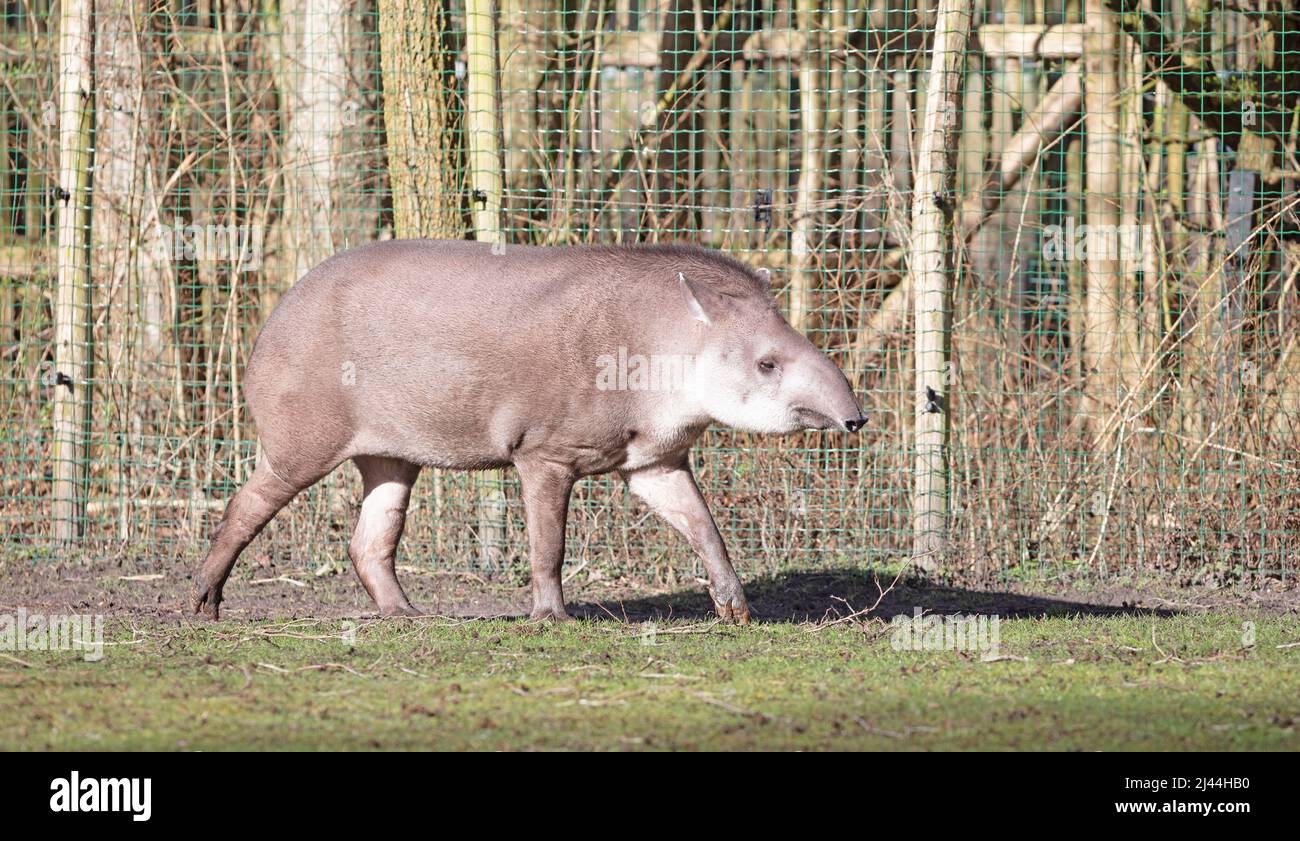 Brazilian tapir (Tapirus terrestris) on land, in front of a fence Stock ...