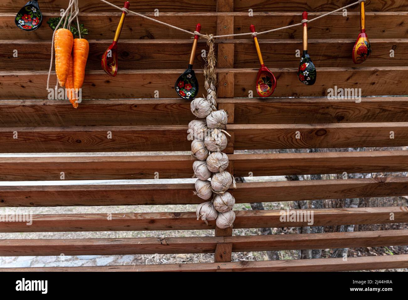 Ripe garlic bulbs hang on an old fence for ventilation. Preparing the ...