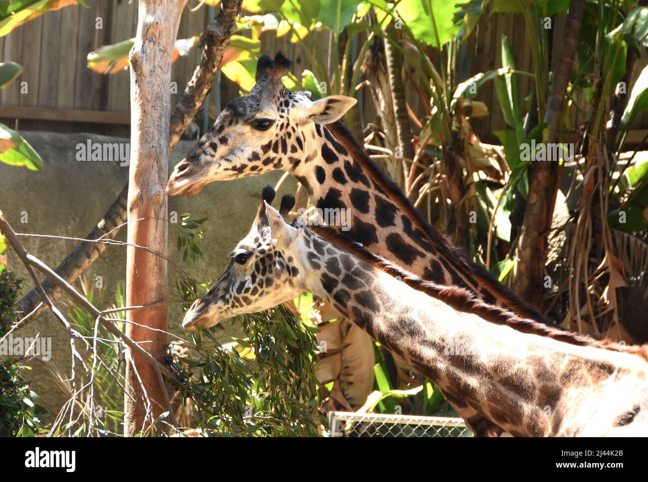 Los Angeles, California, USA 7th April 2022 Maasai Giraffes, Masai ...