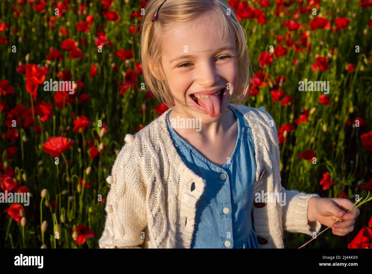 Poppi field hi-res stock photography and images - Alamy