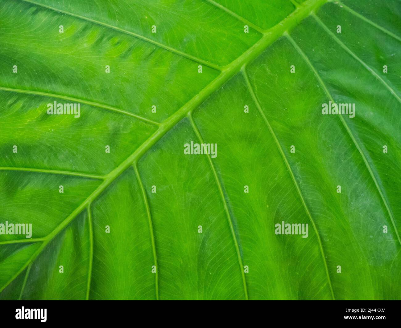 Large leaf texture hi-res stock photography and images - Alamy