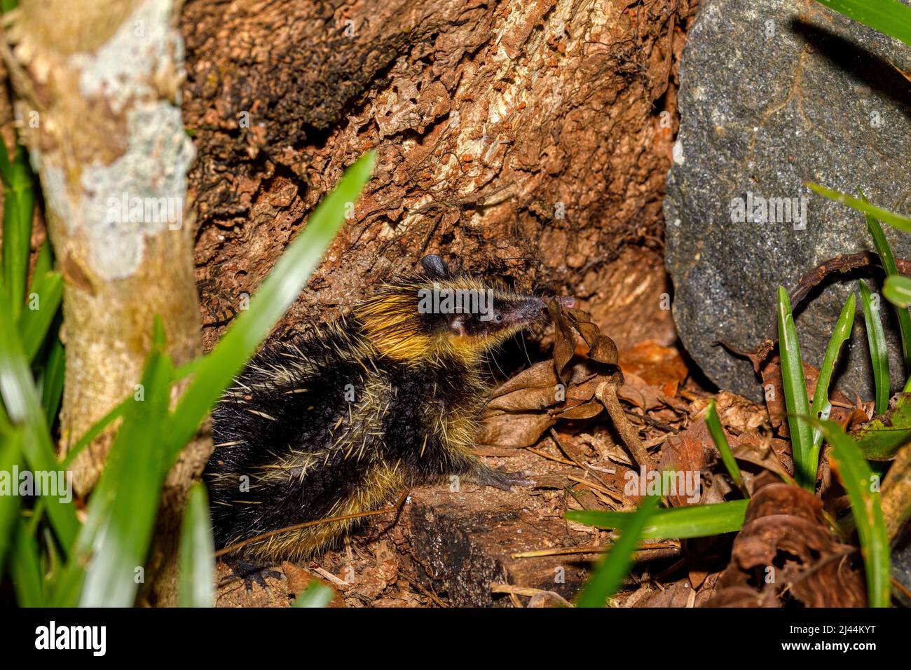endemic animal Streaked Tenrec, Hemicentetes semispinosus, in defensive ...