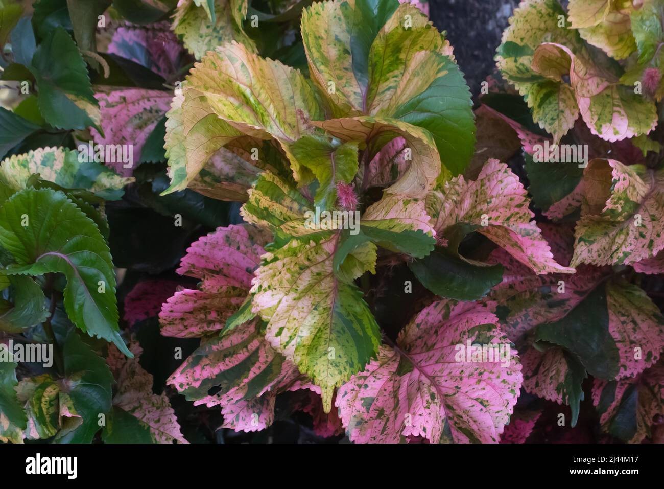 Asian copperleaf hi-res stock photography and images - Alamy