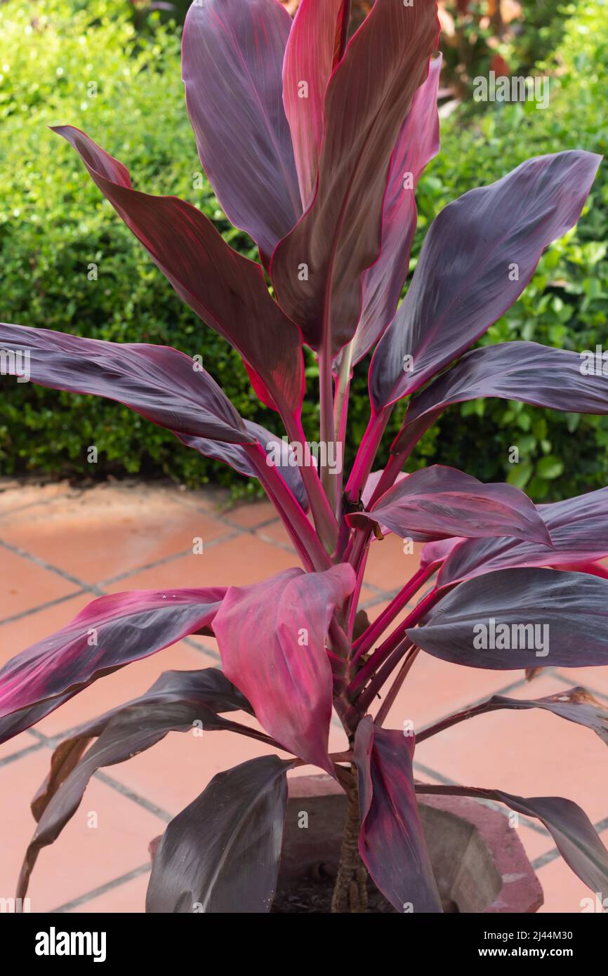 Alternanthera purple hi-res stock photography and images - Alamy