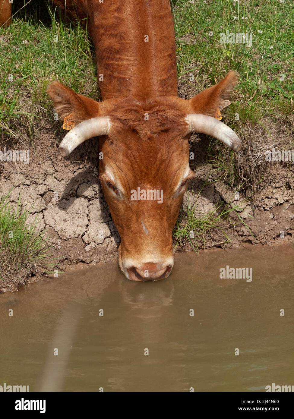 Cow drinking water hi-res stock photography and images - Alamy