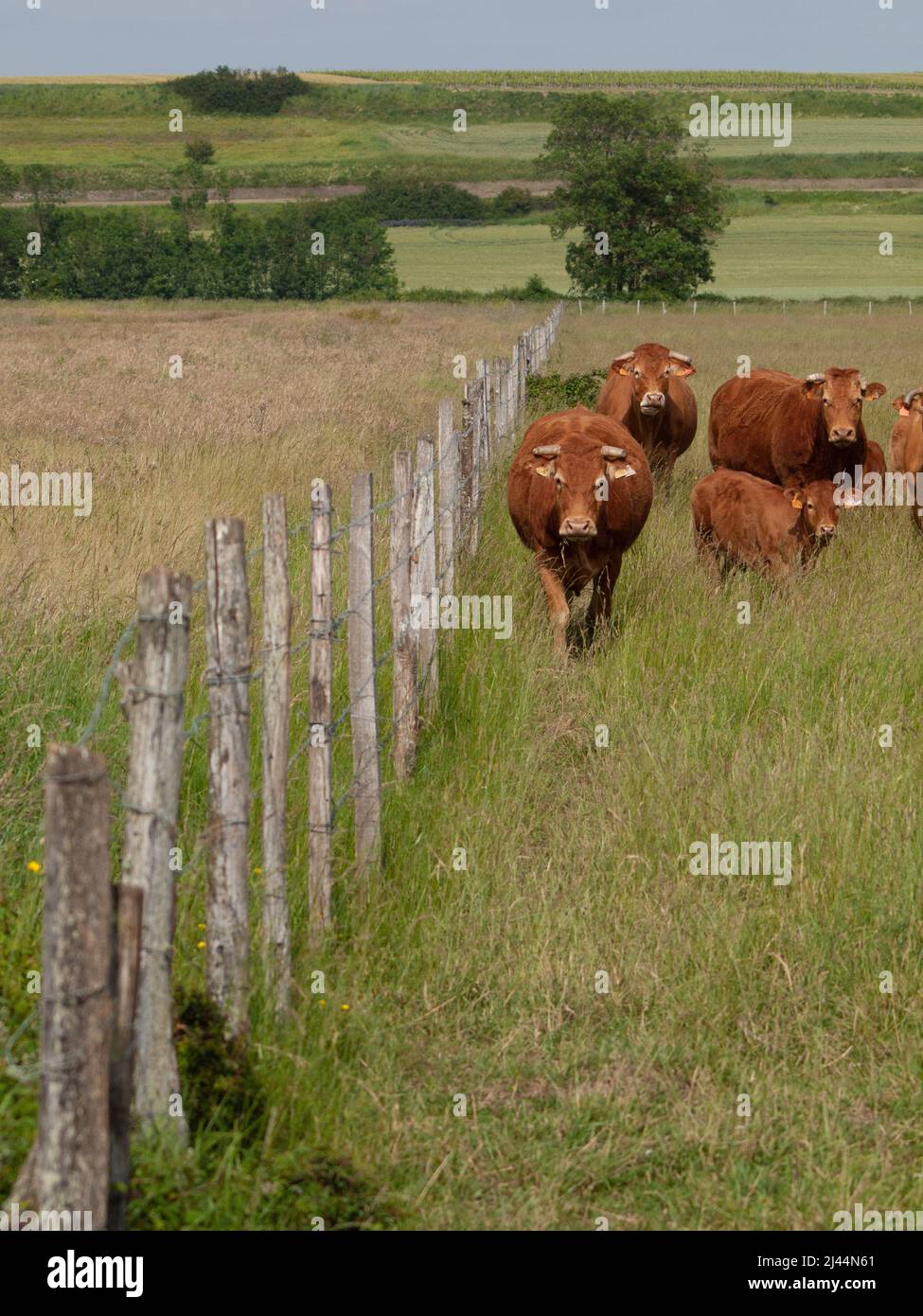 Limousin beef cattle breed in grass field alongside wooden farm fence ...