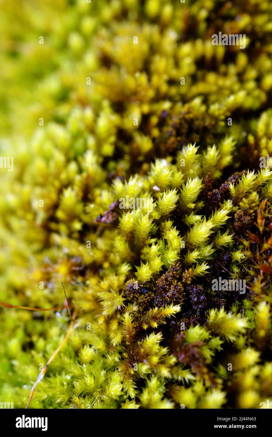 close up shot of a moss Stock Photo - Alamy