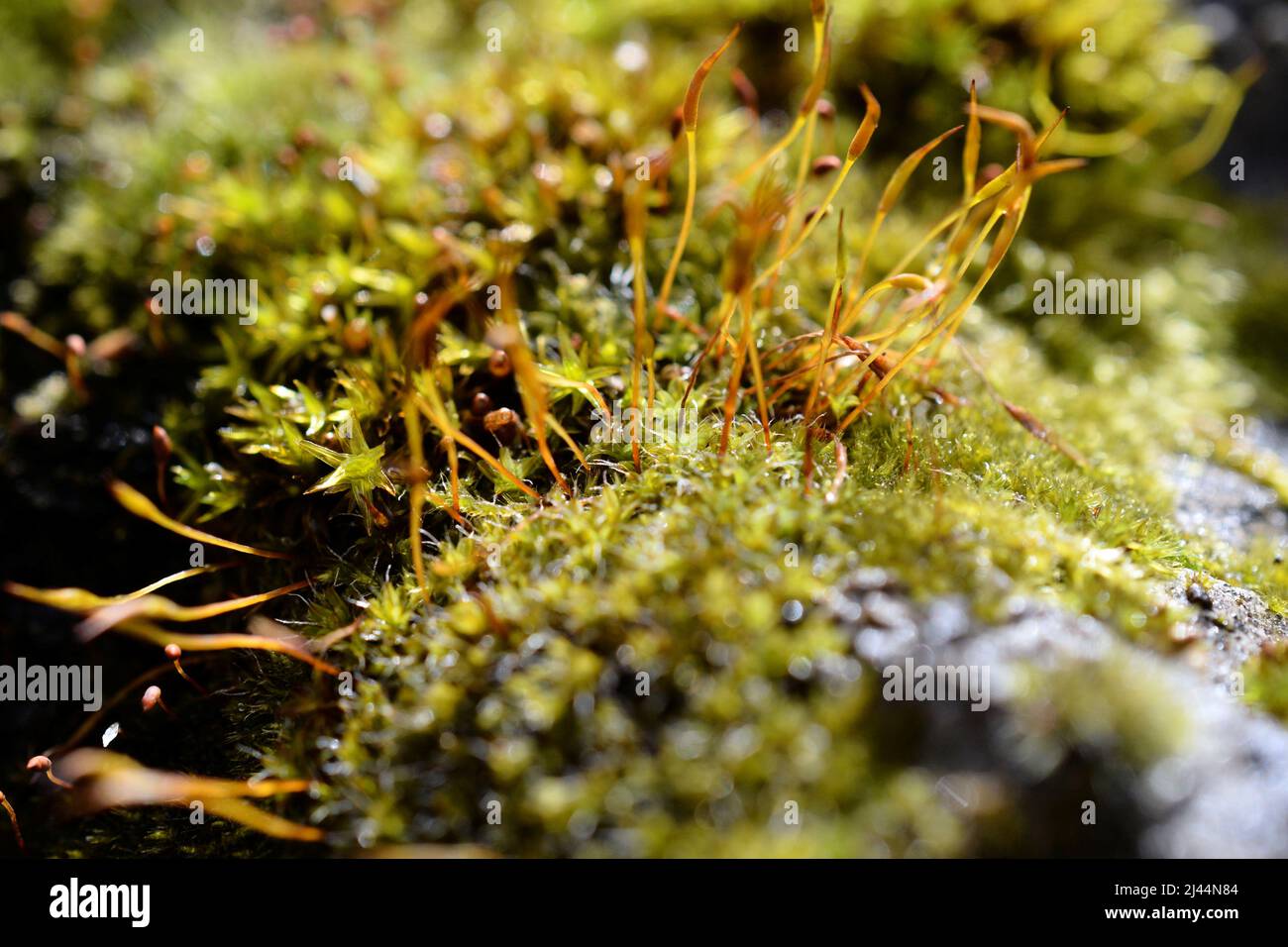 close up shot of a moss Stock Photo - Alamy